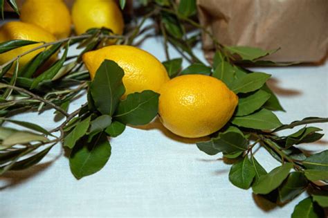 Как вырастить лимонное дерево из косточки, чтобы оно дало плоды - МЕТА