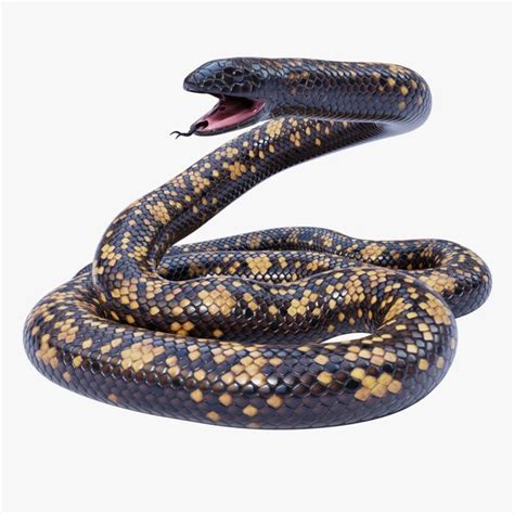 Animierte Calabar Python 3d Modell Turbosquid 1950262