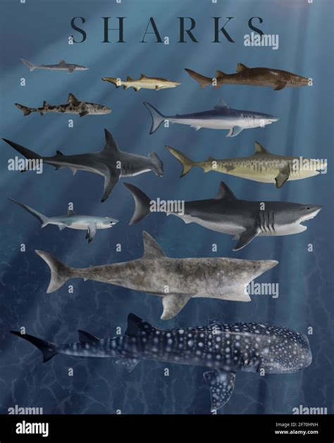 Shark Size Comparison Filegreat White Shark Size Comparisonsvg Xotw