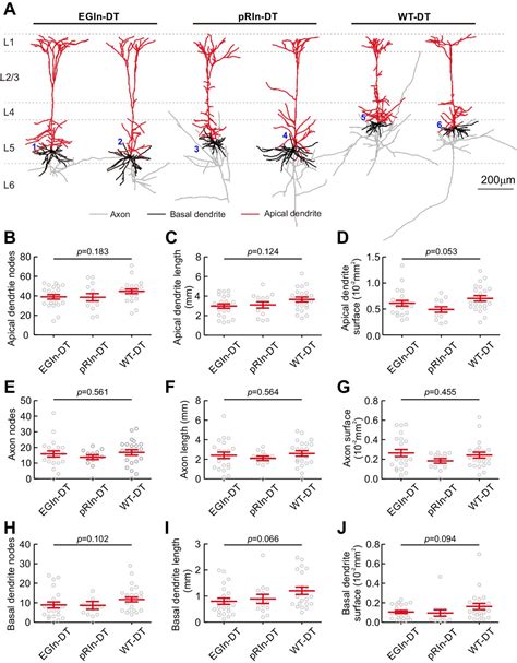 Figures And Data In Early Generated Interneurons Regulate Neuronal Circuit Formation During