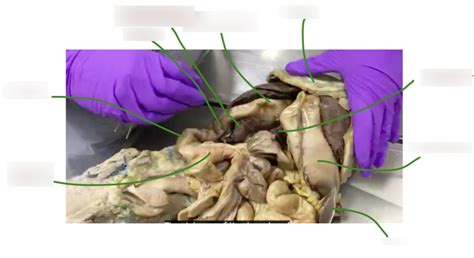Practical 1 Pancreas Of The Dog Diagram Quizlet