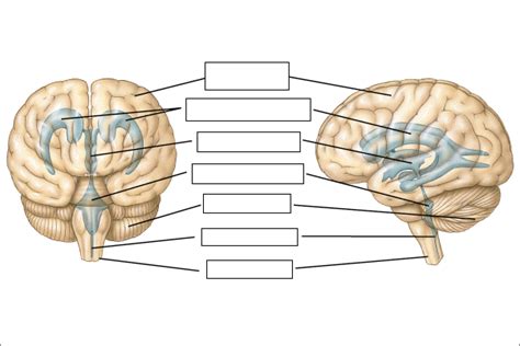 Brain Ventricles Diagram Quizlet