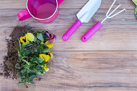 원 예 도구 급수 깡통 꽃 장갑 삽 토양 무료 텍스트 공간을 정원 개념 레이아웃에 봄 개체 그룹에 대한 스톡 사진 및 기타 이미지 Istock