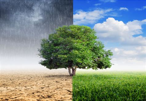 Scarcity Pathology Rainmaker Consulting