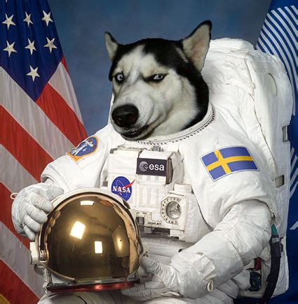 Astronaut Husky