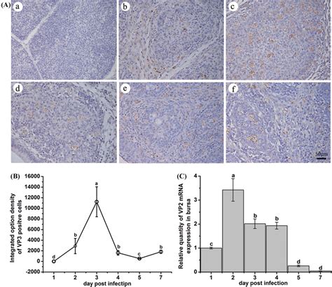 Expression Of Structure Protein Of Ibdv In Bursa Of Chicken With Ibdv Download Scientific