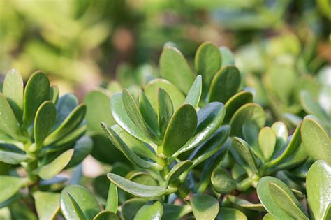 유토이미지 두꺼운 녹색 잎을 가진 다육식물 크라슐라 오바타