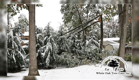 Tips For Keeping Trees Safe From Winter Damage