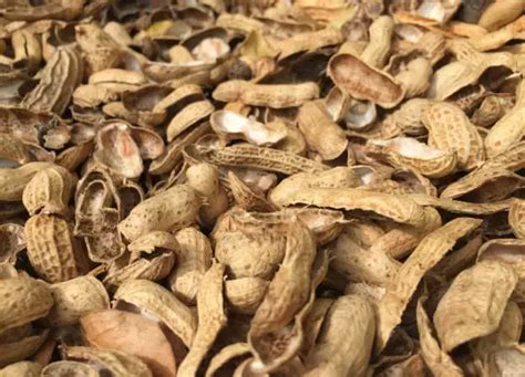 Buy Or Sell Groundnut Shell Sustainable Biomass Fuel