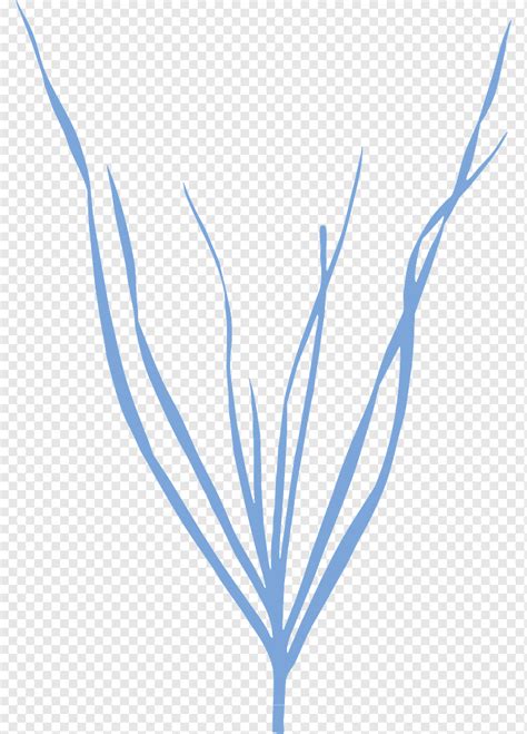 Plant Nature Botany Flora Leaves Grass Embryophyte Png Pngwing