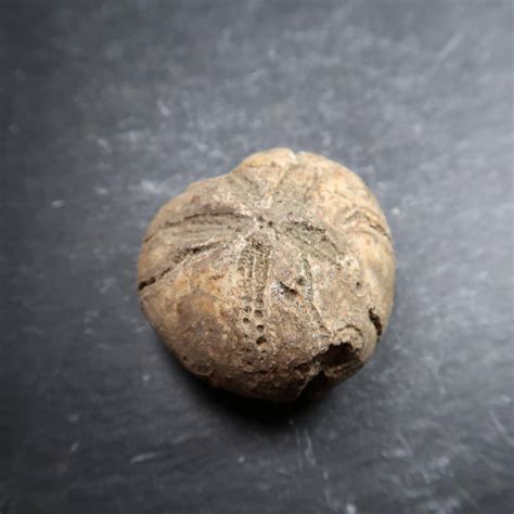Unidentified Echinoid Fossils From The Uk Buy British Fossils
