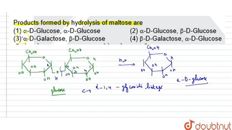 Hydrolysis Of Maltose Products