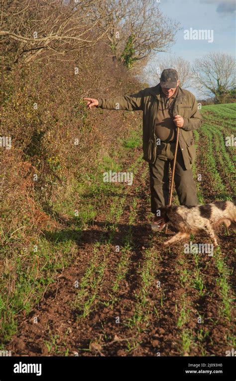 Beating With Cocker Spaniel To Flush Nirds P Pheasant Shoot