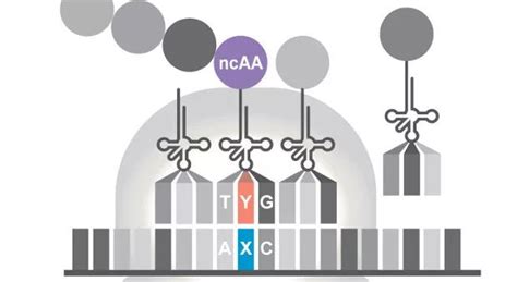 《自然》重磅：超越atcg！科学家首次合成包含六种碱基的生命体，自然法则对生命40亿年的统治终于被人类打破｜科学大发现 X Mol资讯