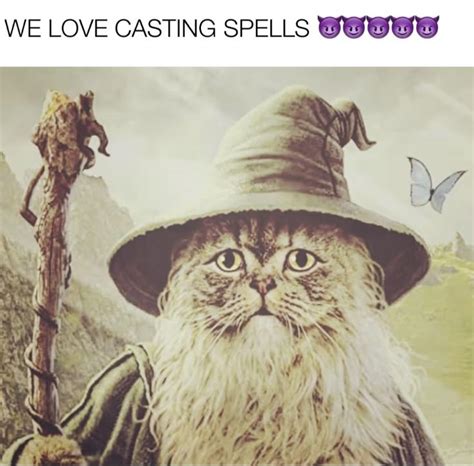 Pin On Wizard Evil Wizard Funny Cute Cats Silly Cats