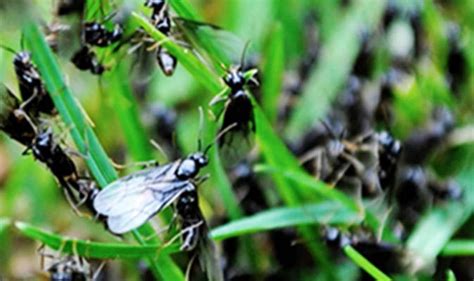 Flying Ant Warning Issued As Shocking Video Shows How They Wreck Havoc