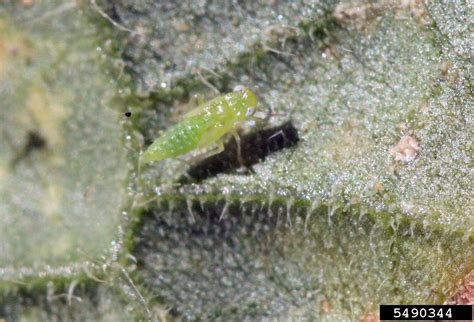 Chicharrita Información Panorama Agropecuario
