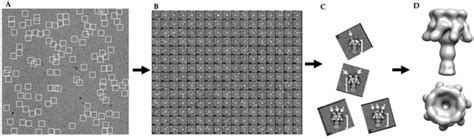 Toxins Special Issue Cellular Entry Of Binary And Pore Forming Bacterial Toxins