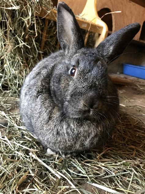 Meet Java Our Resident Rabbit Kindred Community Farm Sanctuary
