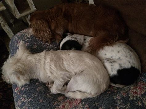 Three Tier Cuddle Puddle R Thecuddlepuddle