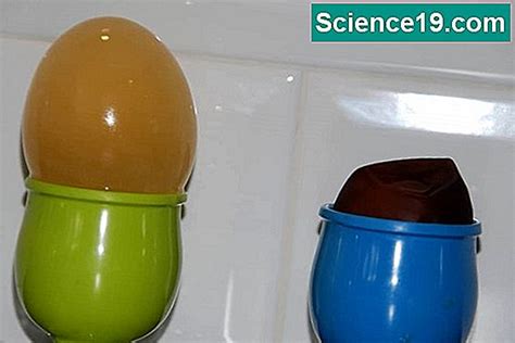 At Home Science Naked Egg Experiment Portal Multimedia Științific Și Popular