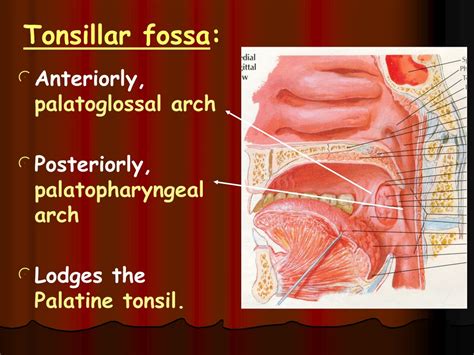 Tonsillar Fossa Anatomy