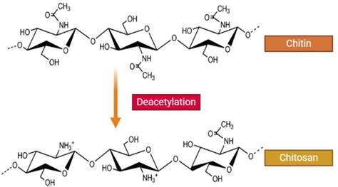 Chitosan Structure