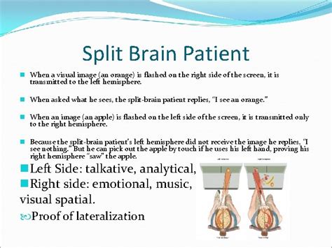 Biology And Behavior Psychology 101 By Marina Sangkavichai