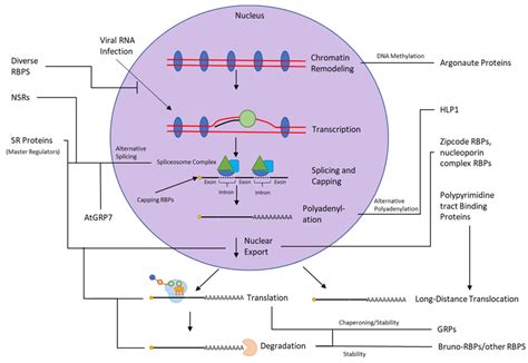 Summary Of Known Rna Protein Interactions In Plants Rna Binding Download Scientific Diagram