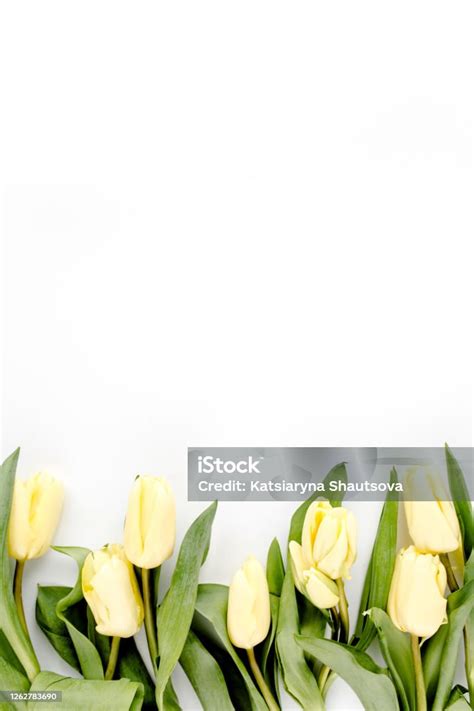 노란색으로 만든 꽃 테두리 프레임과 베이지 색 꽃 싹 은 흰색 배경에 튤립 아파트 는 누워 최고 전망 플로럴 텍스처 배경 0명에