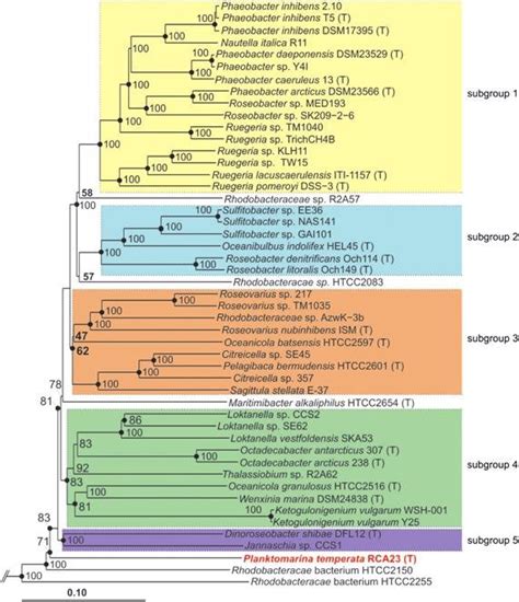 13 Neighbour Joining Tree Based On Multilocus Sequence Analysis Mlsa