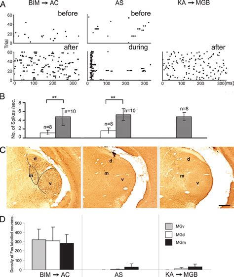 Neuronal Activities And C Fos Expression In The Mgb Under Three