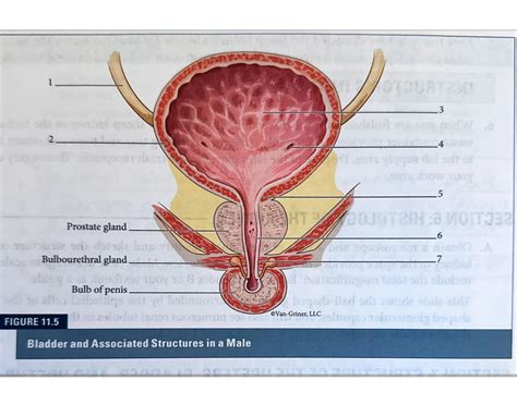 Bladder And Associated Structures In A Male Quiz