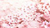 Cherry Blossom Gif