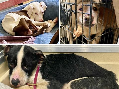 3 Dogs Found Starving In Apartment Mom Gets Animal Cruelty Charge In