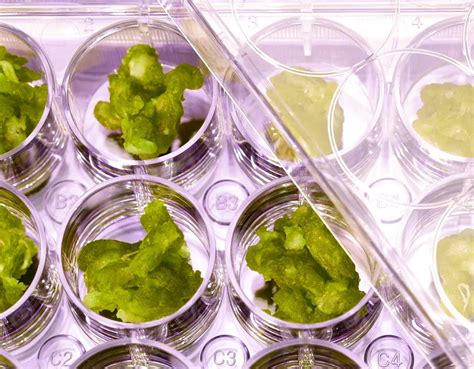 Bizarre Fda Approves Lab Grown Meat True News Media