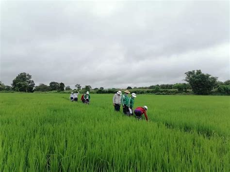 ခိုလမ်မြို့တွင် ကိုဗစ် ၁၉ စီးပွားရေးကုစားမှုအစီအစဉ်ဖြင့် စိုက်ပျိုးထားသော စပါးမျိုးစေ့ထုတ် စိုက