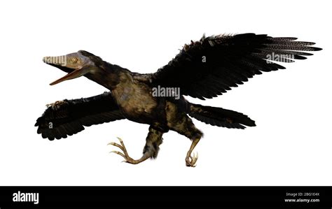 Transitional Fossils Birds