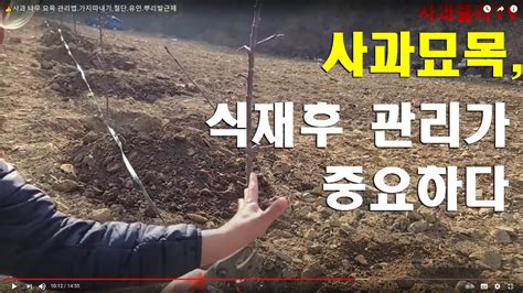 봄을 심다 매년 사과 꽃 잘 피우는 법식재후 관리가 중요하다 Youtube 봄을 심다 매년 사과 꽃 잘 피우는 법식재후 관리가 중요하다 Youtube
