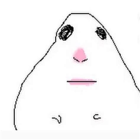 Julissasmr On Tiktok Funny Hamsters Funny Reaction Pictures Funny