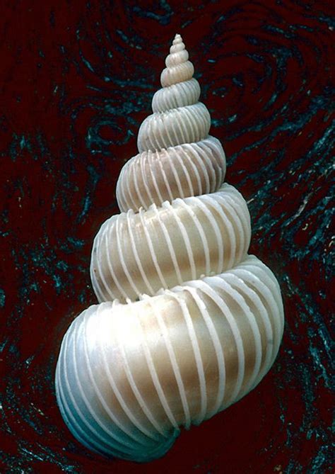 Best SEA SHELLS Images On Pinterest Conch Shells Sea Shells And Seashells