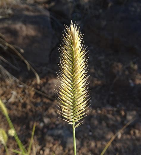 Crested Wheatgrass Agropyron Cristatum Botanical Realm
