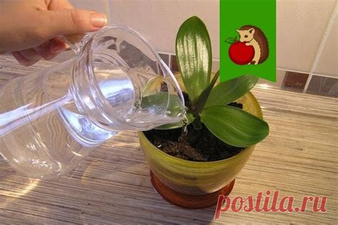 Чесночная вода для орхидеи зачем я обязательно поливаю растение водо цветы Постила
