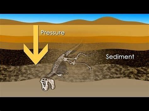 What Is A Fossil Science Lessons Life Science Lessons Fourth Grade Science