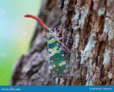 Vibrant Light Bearer Fulgoridae On A Tree Trunk In A Natural Outdoor