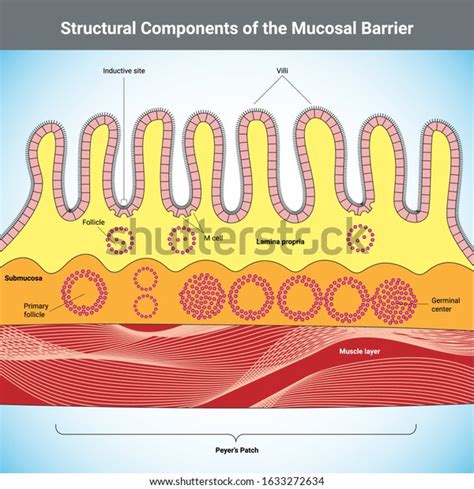 Structural Components Mucosal Barrier Vector Medical Stock Vector Royalty Free