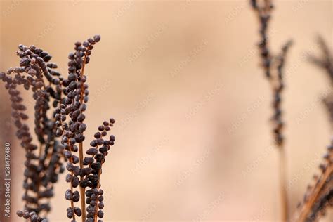 Horizontal Image Of The Dark Brown Spore Cases Of Sensitive Fern