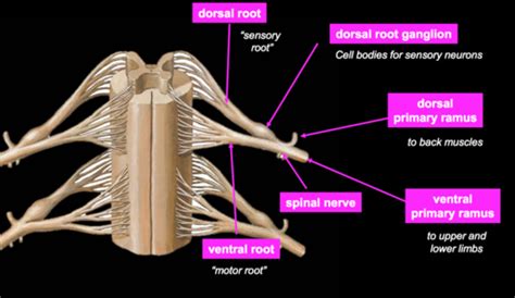 Spinal Nerves And Spinal Cord Reflexes Prework Flashcards Quizlet