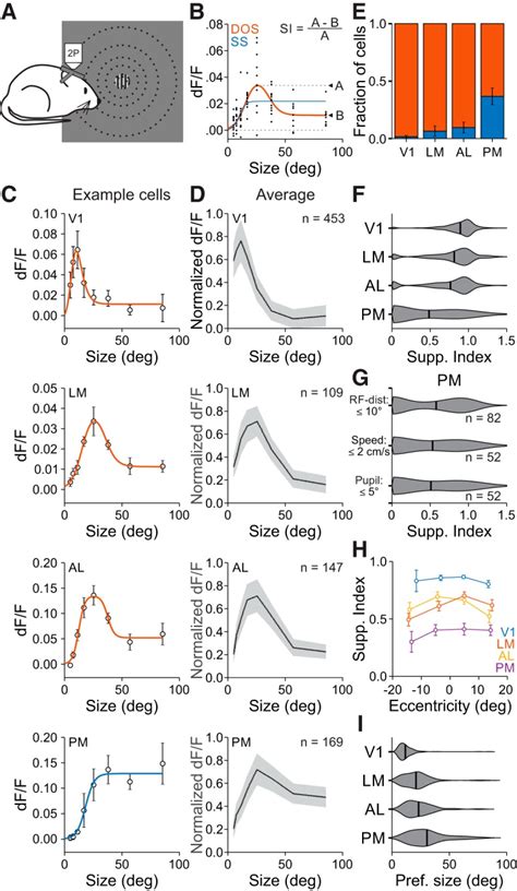 Unique Spatial Integration In Mouse Primary Visual Cortex And Higher