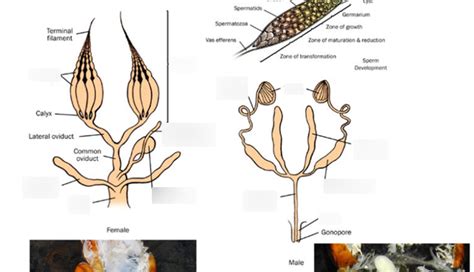 Reproductive System Anatomy Diagram Quizlet